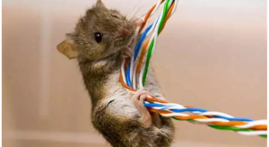 News - ARE RODENTS CHEWING YOUR WIRING？