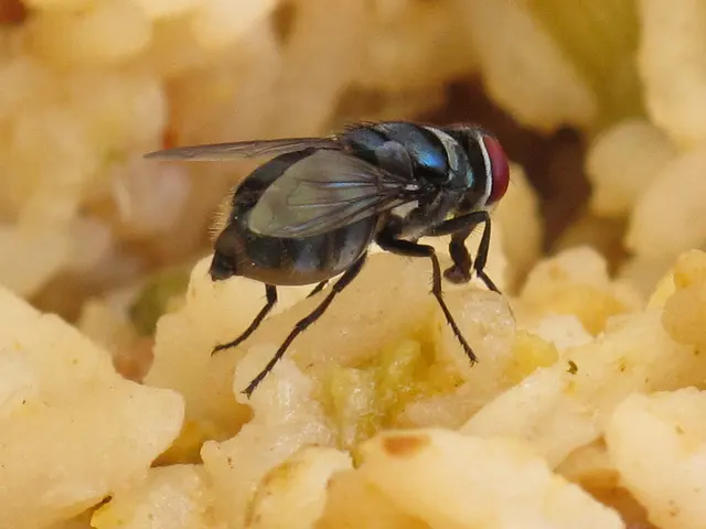 News - Why do flies love to “rub hands”?