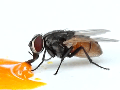 News - The “dining etiquette” of flies: eat, spit, and pull