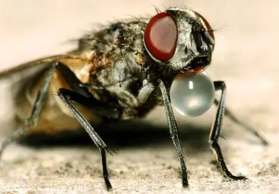 News - The “dining etiquette” of flies: eat, spit, and pull