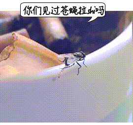 News - The “dining etiquette” of flies: eat, spit, and pull