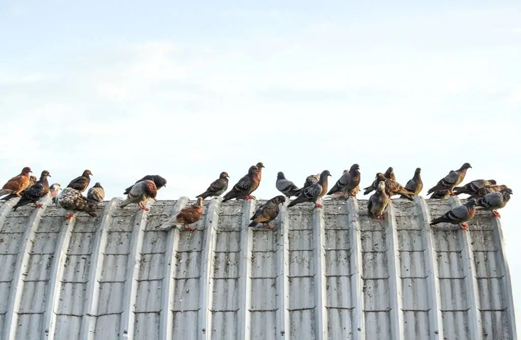 News - Note: These are signs that your plant is suffering from bird ...
