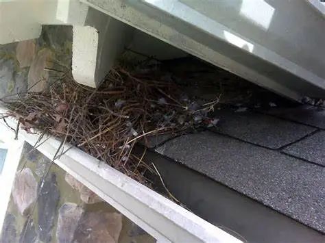 News - Note: These are signs that your plant is suffering from bird ...